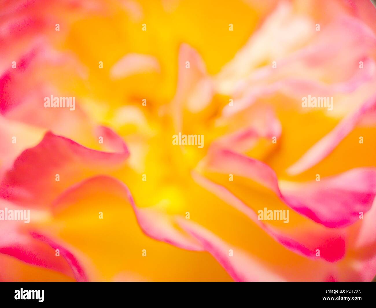 Abstract background rose petals hi-res stock photography and images - Alamy