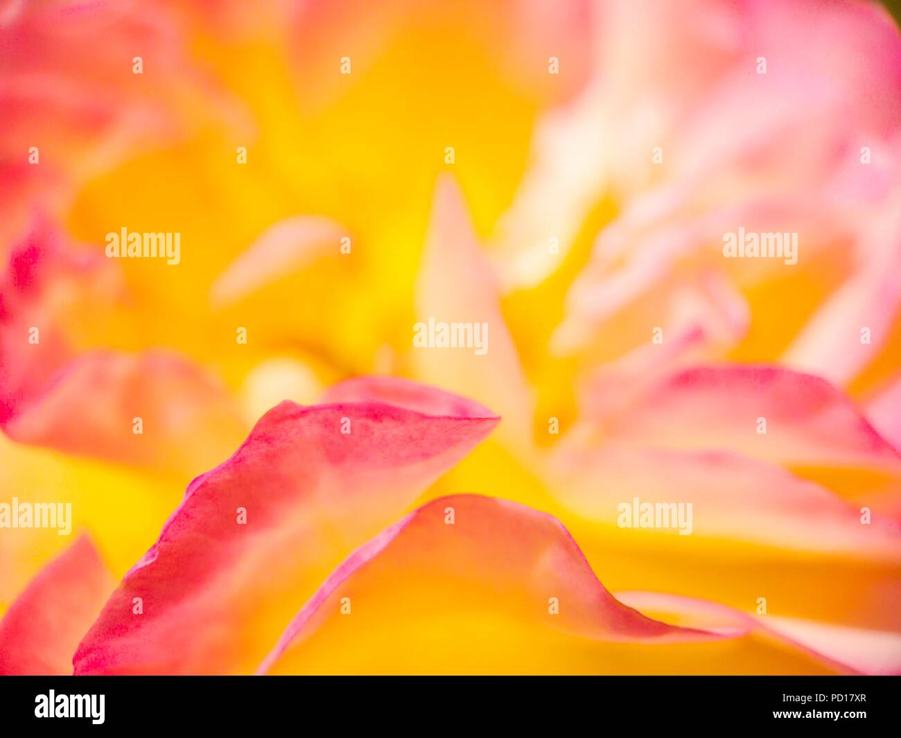 Abstract background rose petals hi-res stock photography and images - Alamy