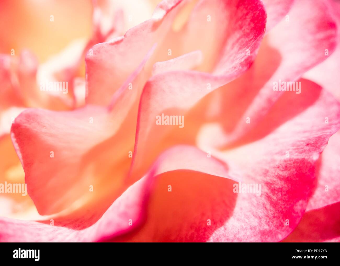 Abstract background rose petals hi-res stock photography and images - Alamy
