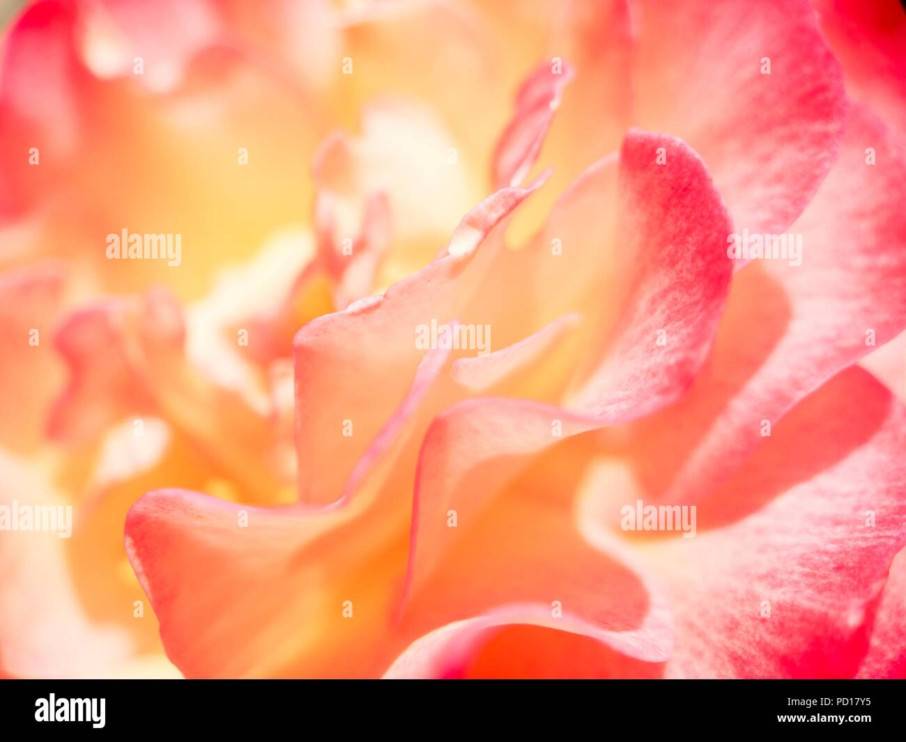 Abstract background of rose petals Stock Photo - Alamy