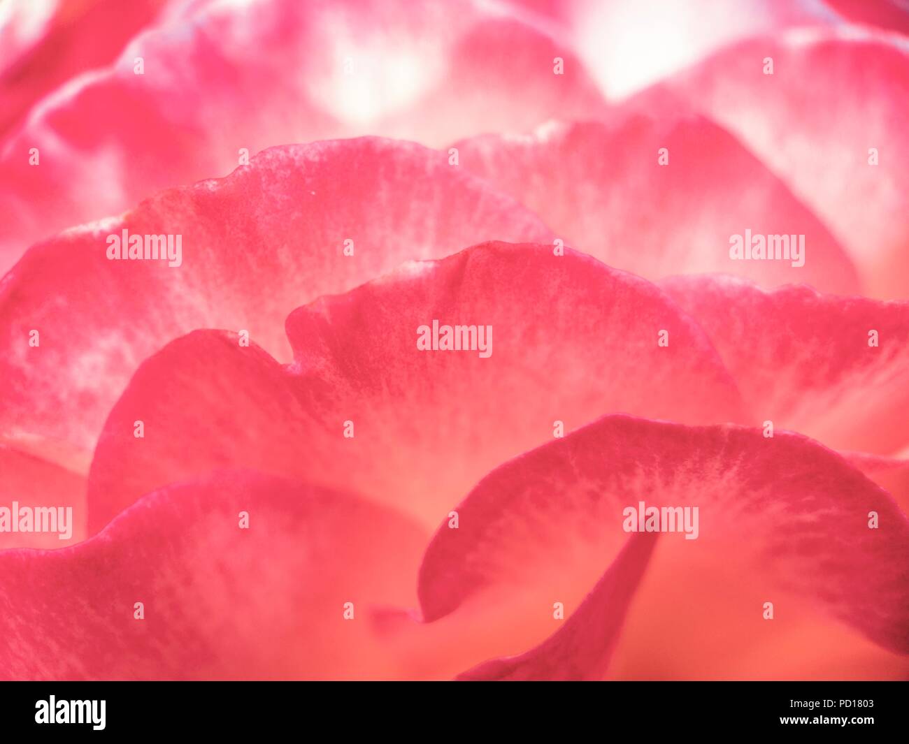 Abstract background of rose petals Stock Photo - Alamy