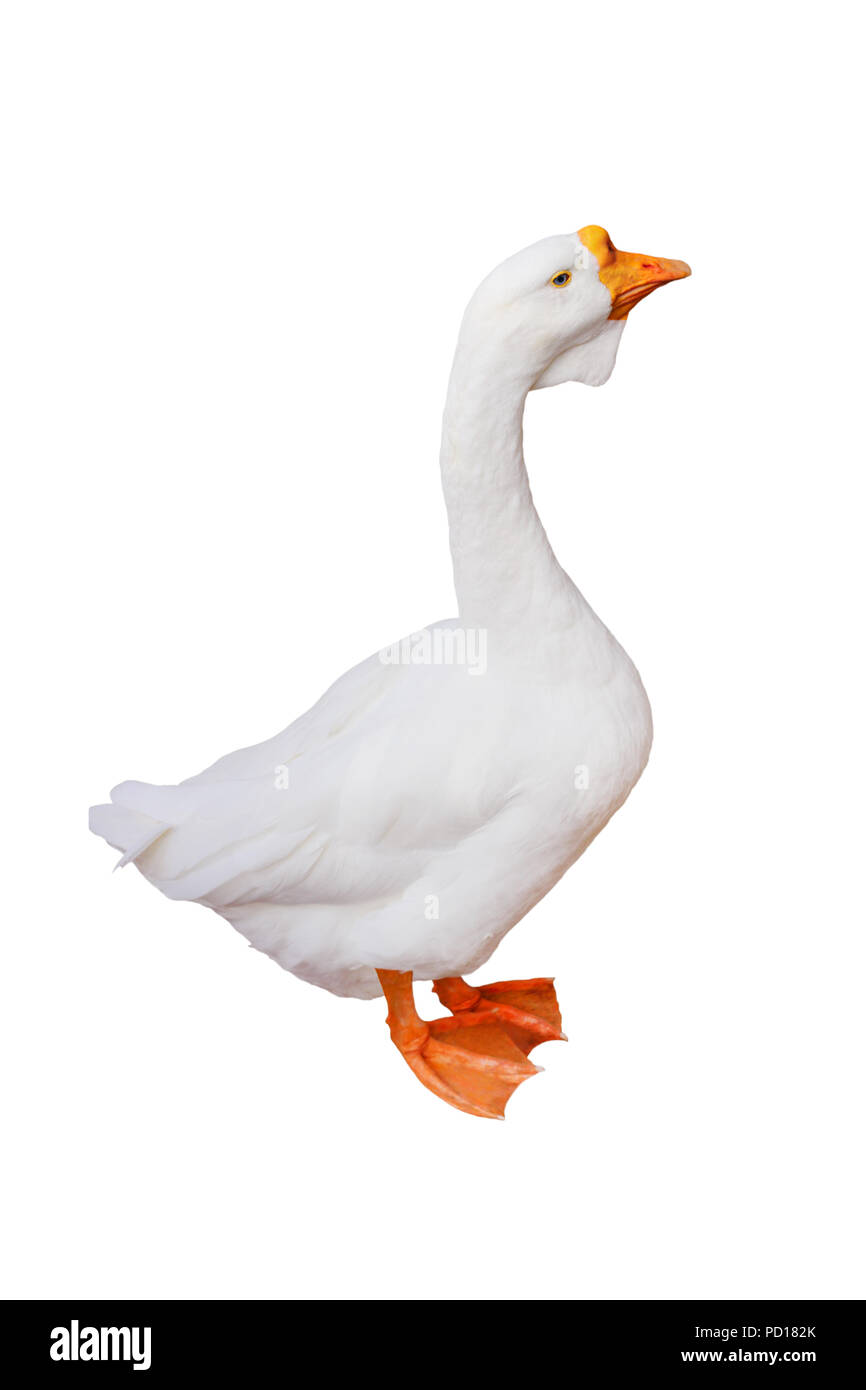 White goose on background Cut Out Stock Images & Pictures - Alamy
