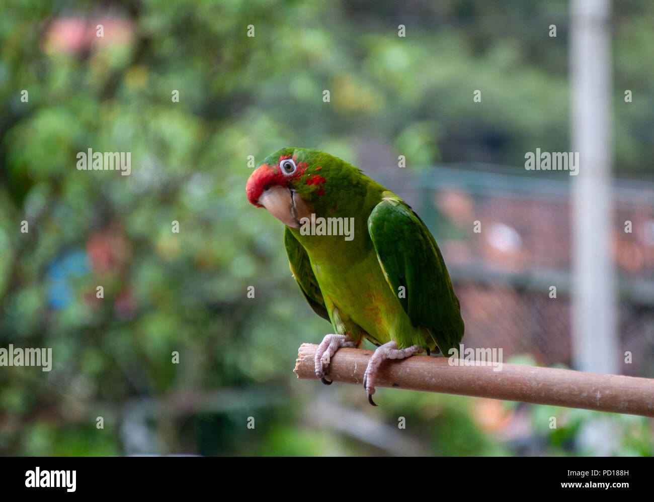 Parrot in Peru Stock Photo - Alamy