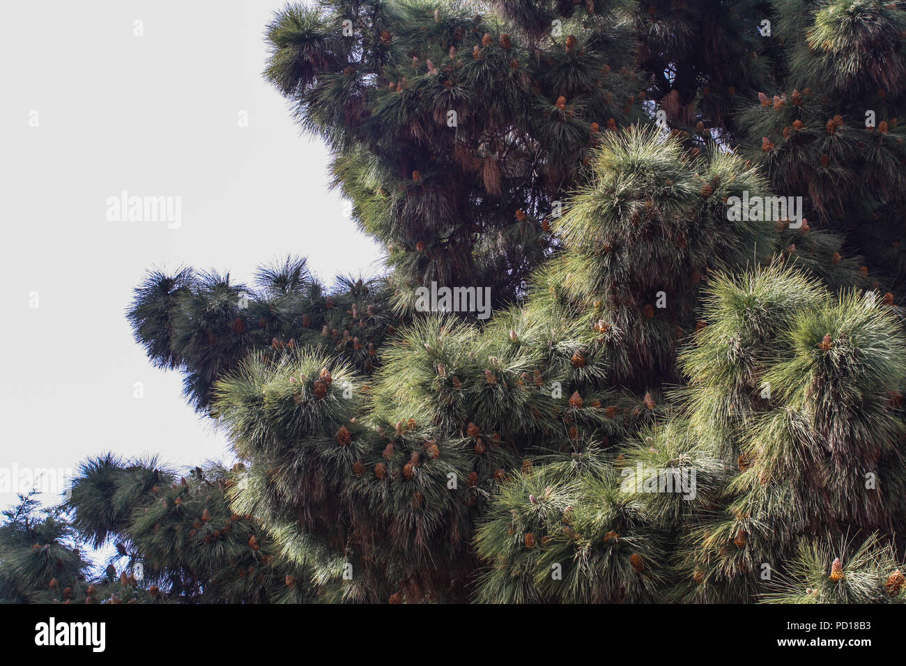 Fluffy green hi-res stock photography and images - Alamy