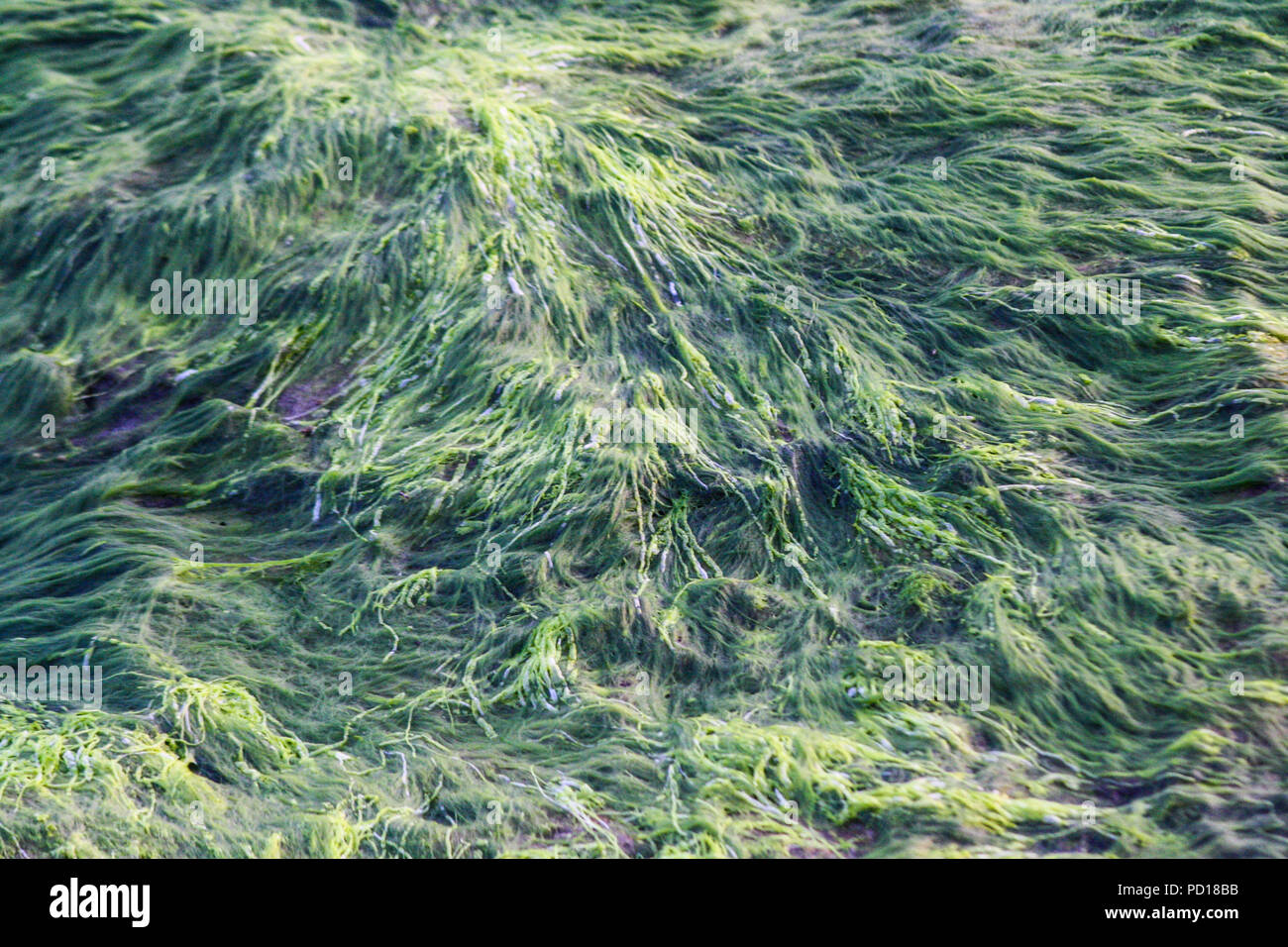 Algae cover hi-res stock photography and images - Alamy