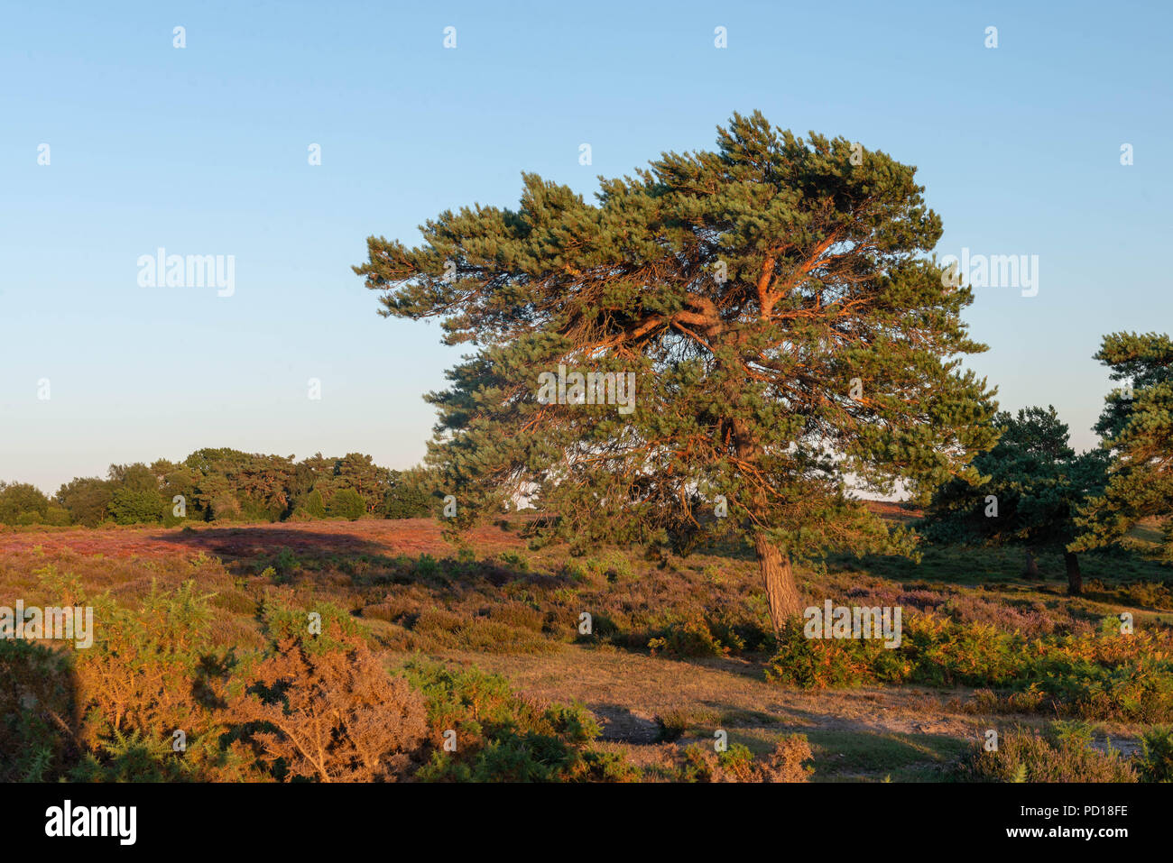 Early summer evening sun shines trees in the New Forest National Park ...