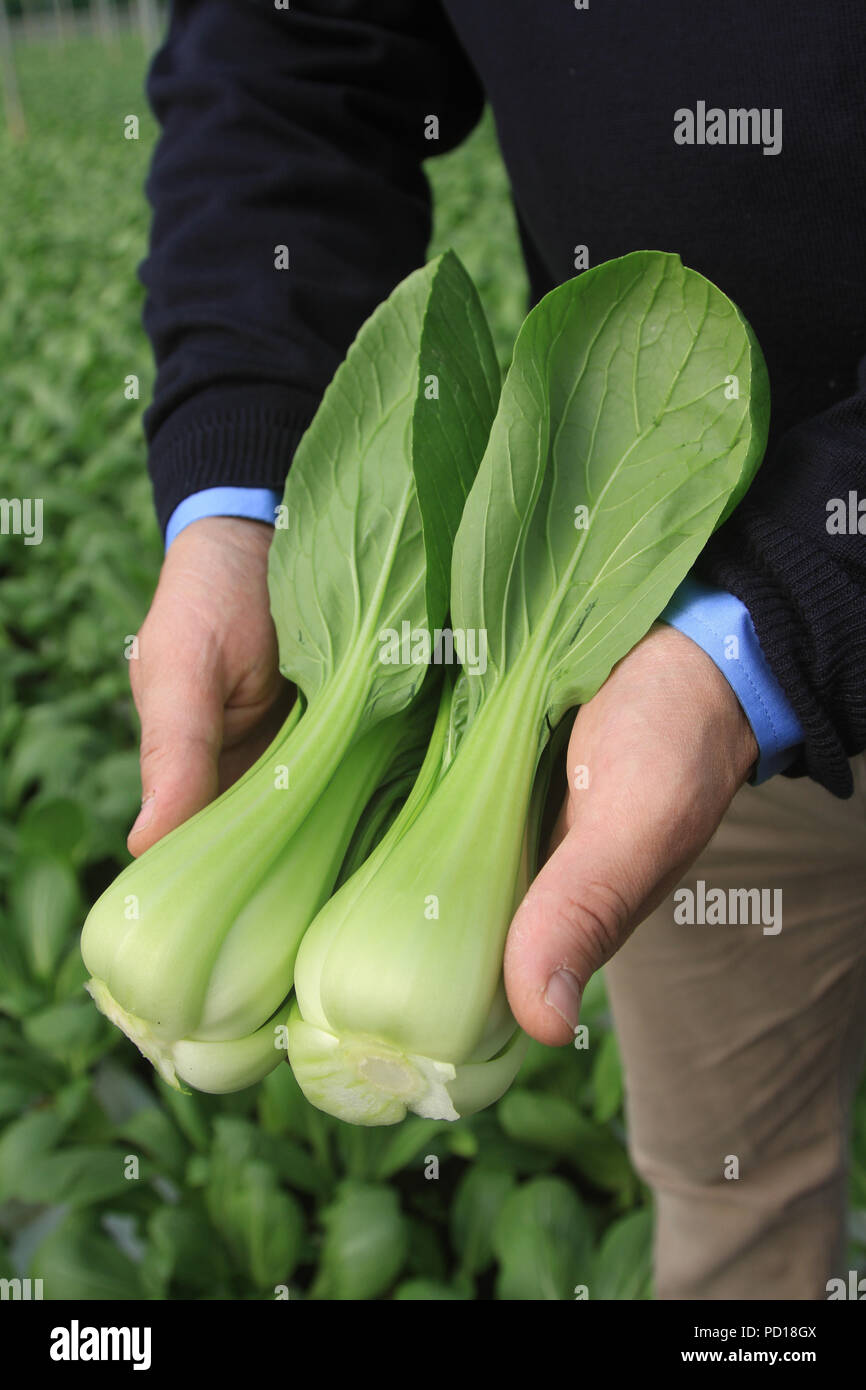 preparing pac choi vegetable Stock Photo - Alamy