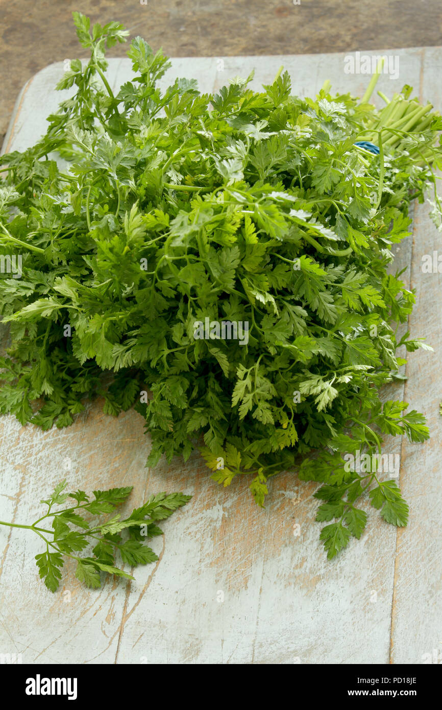 preparing fresh chervil herb in a bunch Stock Photo - Alamy