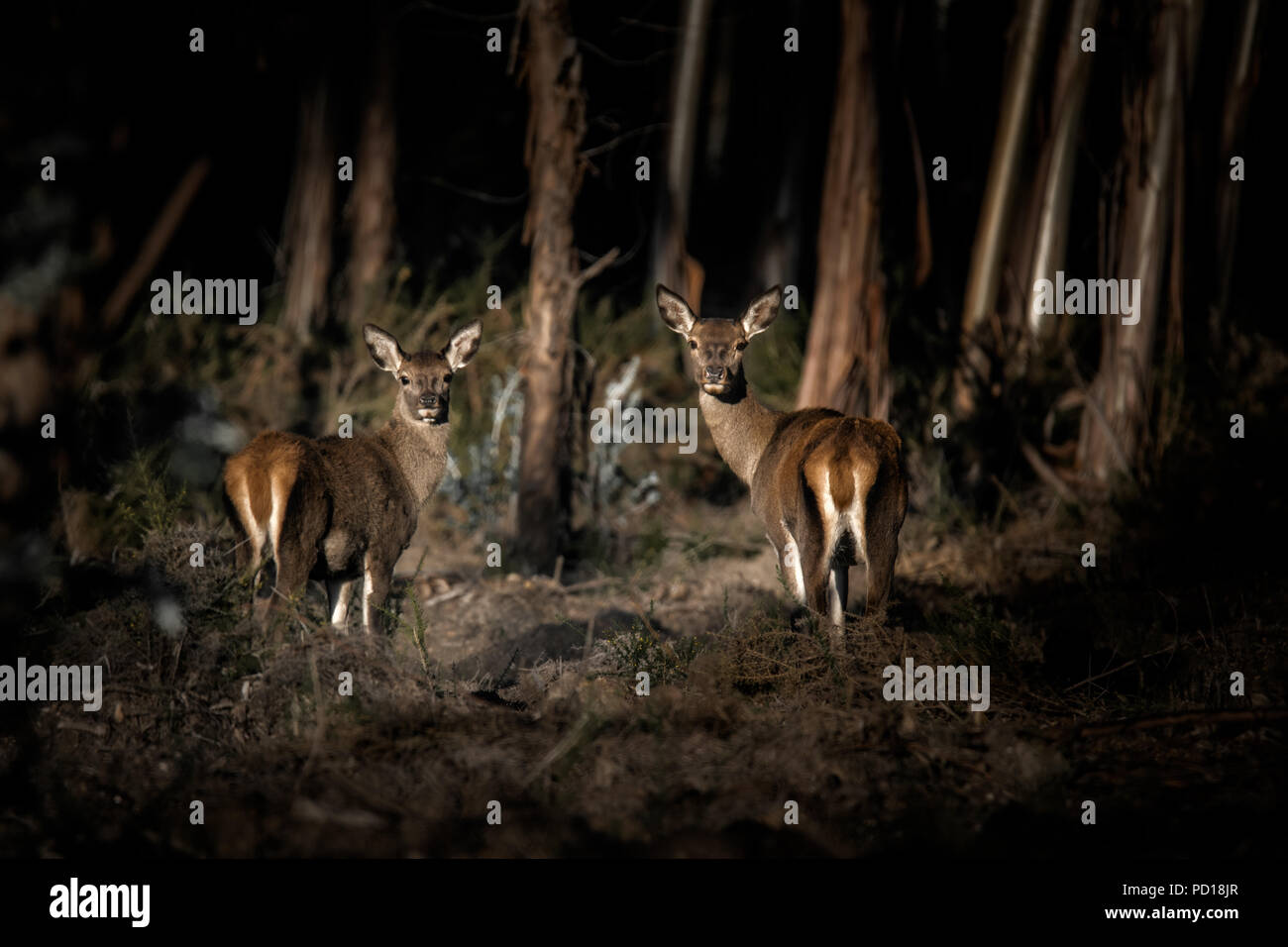 Red Deer Doe Wildlife Stock Photo - Alamy