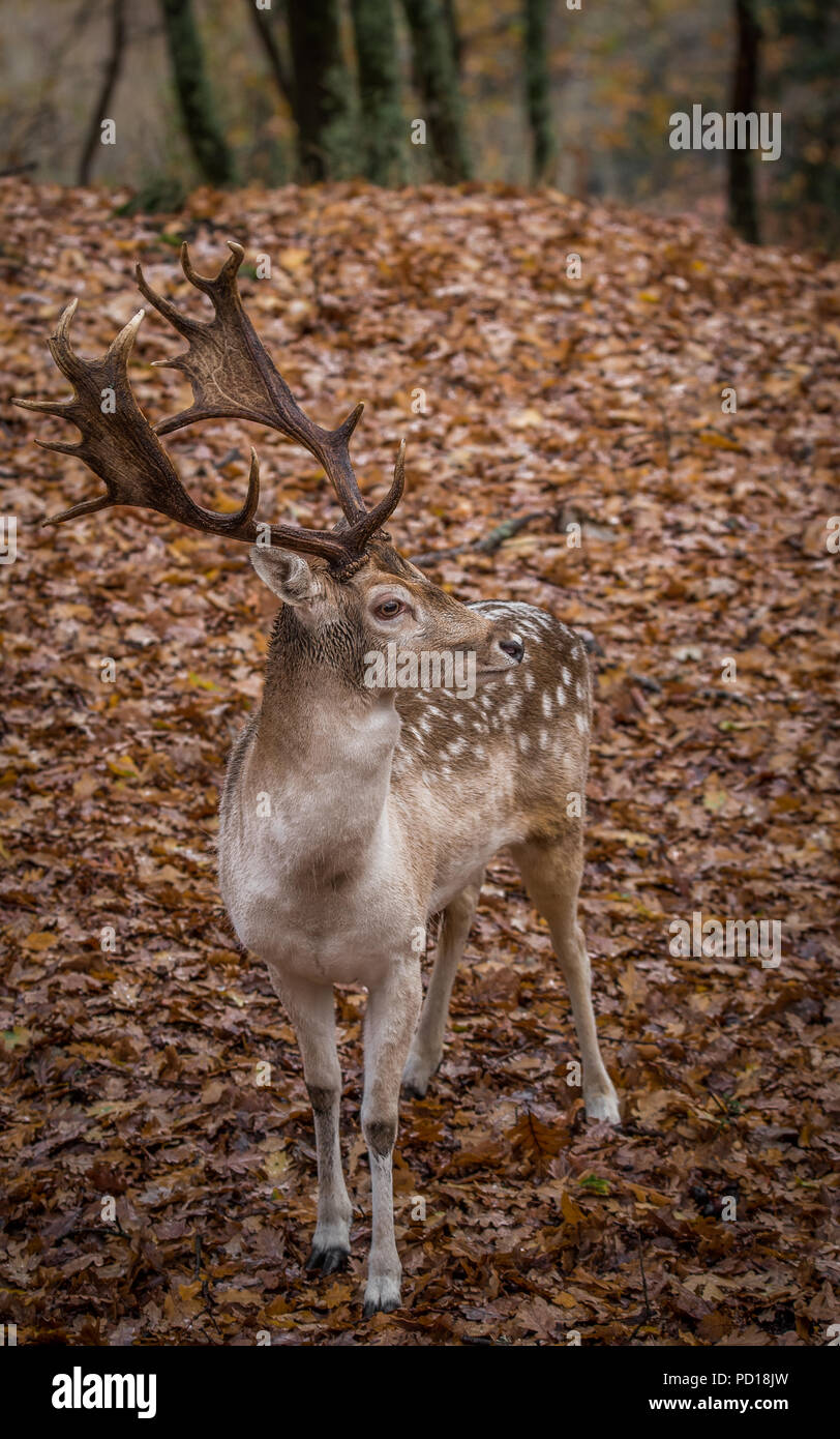 Deer Fallow Deer Buck Stock Photo - Alamy