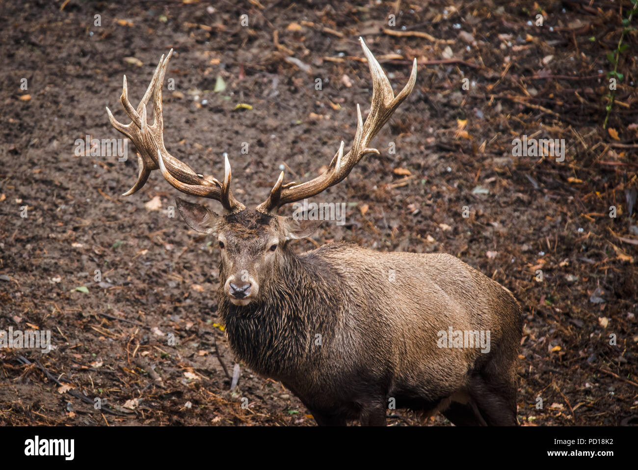 Red Deer Stag Buck in the woods Stock Photo - Alamy