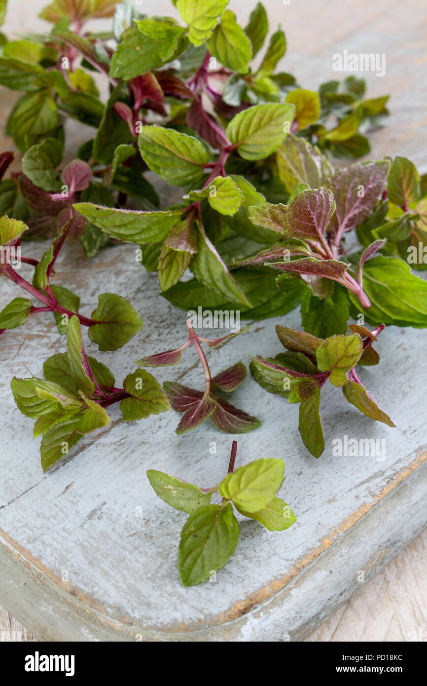 fresh micro herbs Stock Photo - Alamy