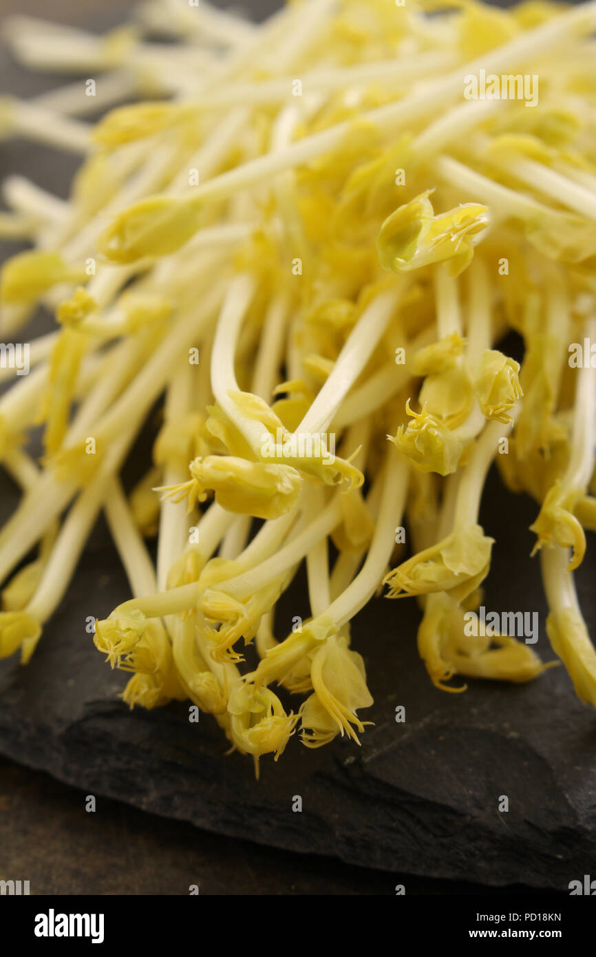 sprouting sweet corn shoots Stock Photo - Alamy
