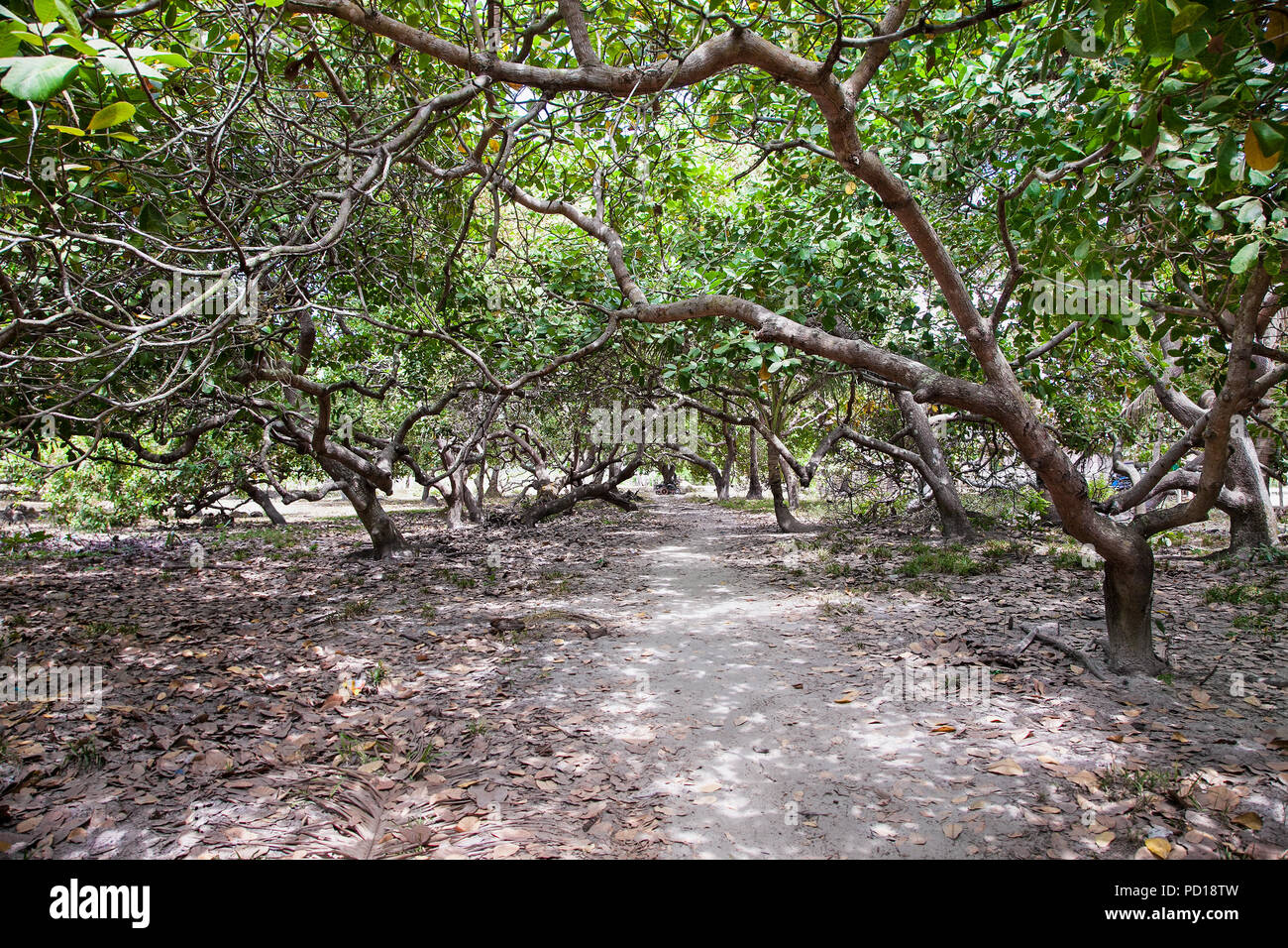 Tropical mangrove trees in northern Palawan island, Philippines Stock ...