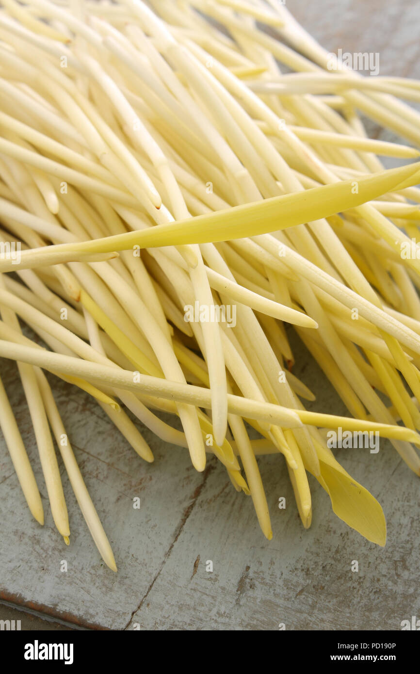 sprouting sweet corn shoots Stock Photo - Alamy