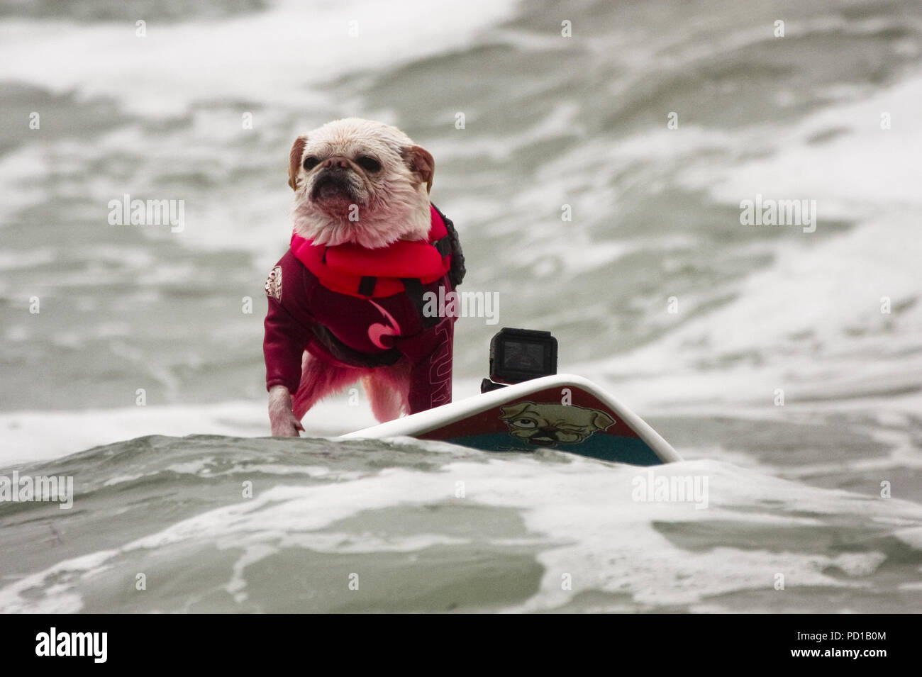Gidget hi-res stock photography and images - Alamy
