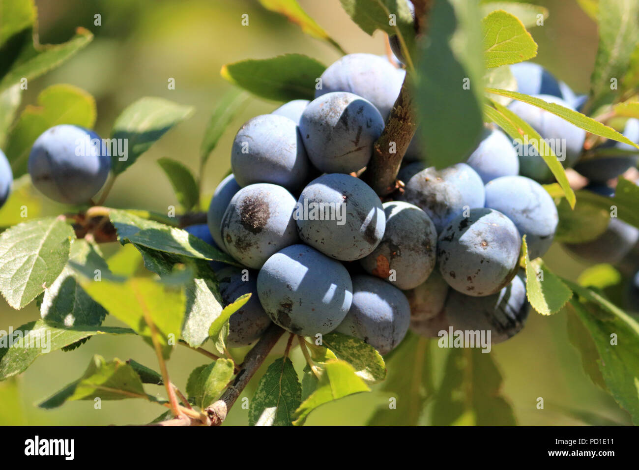 Sloe berries blackthorn tree hi-res stock photography and images - Alamy