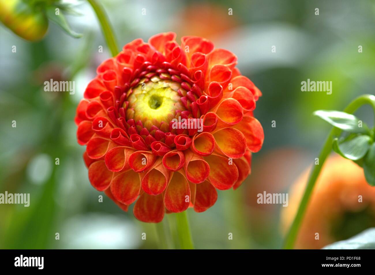 Schleswig, Deutschland. 04th Aug, 2018. The blood of a pompondahlie in ...
