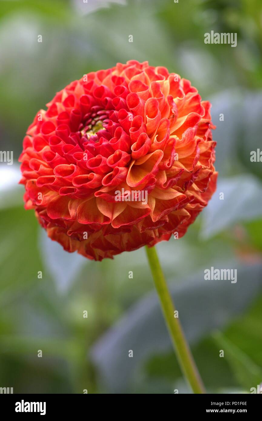 Schleswig, Deutschland. 04th Aug, 2018. The blood of a pompondahlie in ...