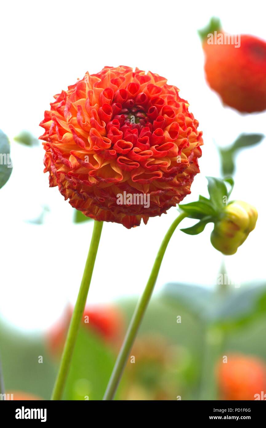 Schleswig, Deutschland. 04th Aug, 2018. The blood of a pompondahlie in ...