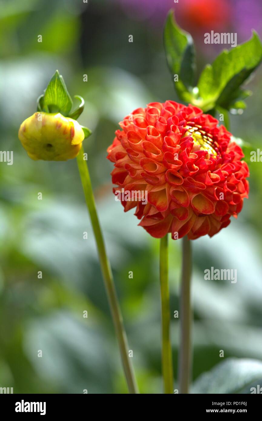 Schleswig, Deutschland. 04th Aug, 2018. The blood of a pompondahlie in ...