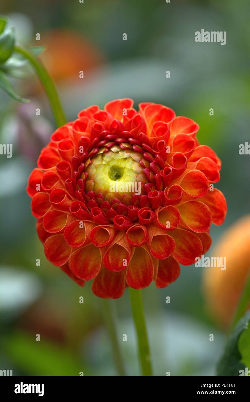 Schleswig, Deutschland. 04th Aug, 2018. The blood of a pompondahlie in ...