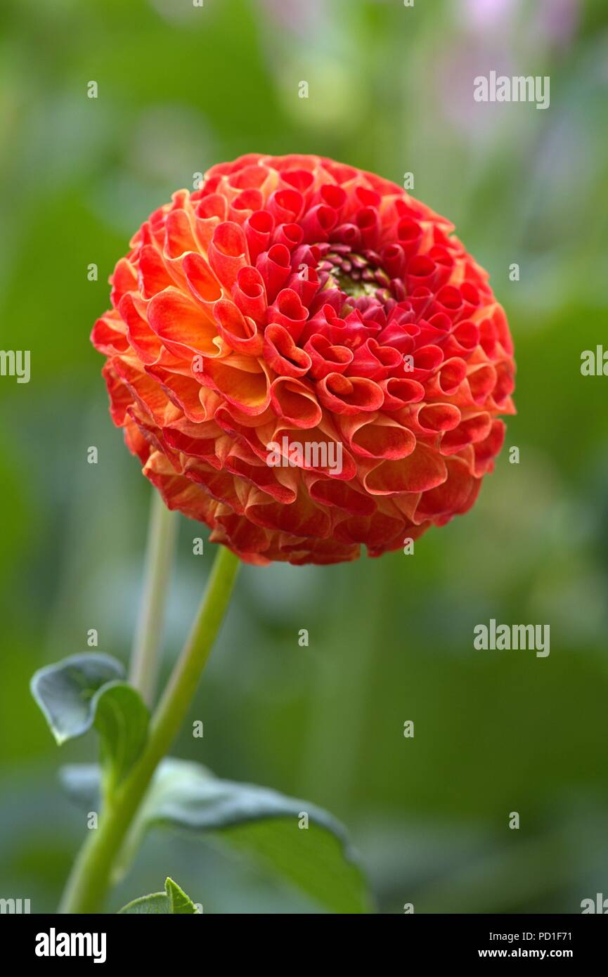 Schleswig, Deutschland. 04th Aug, 2018. The blood of a pompondahlie in ...