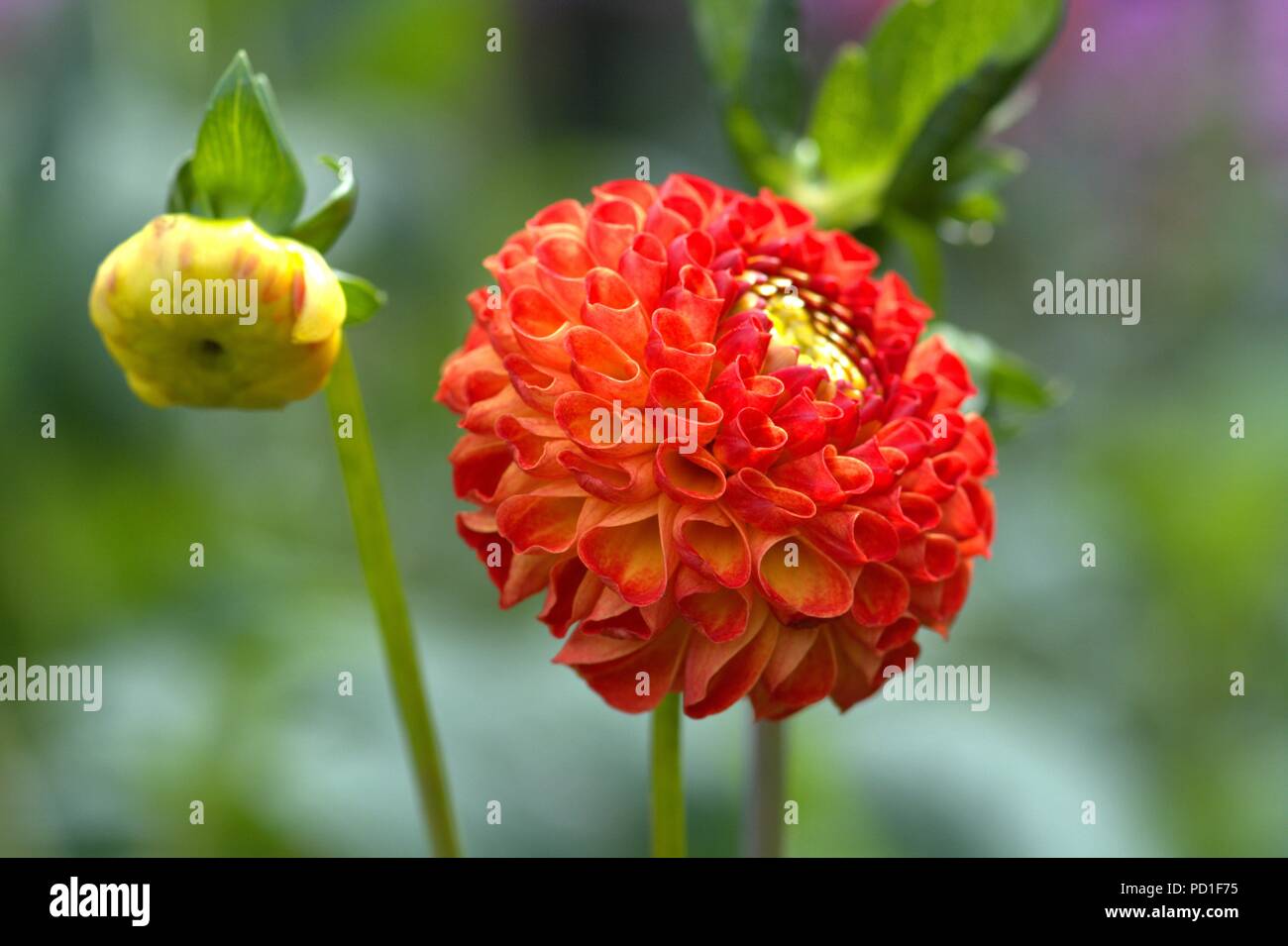 Schleswig, Deutschland. 04th Aug, 2018. The blood of a pompondahlie in ...