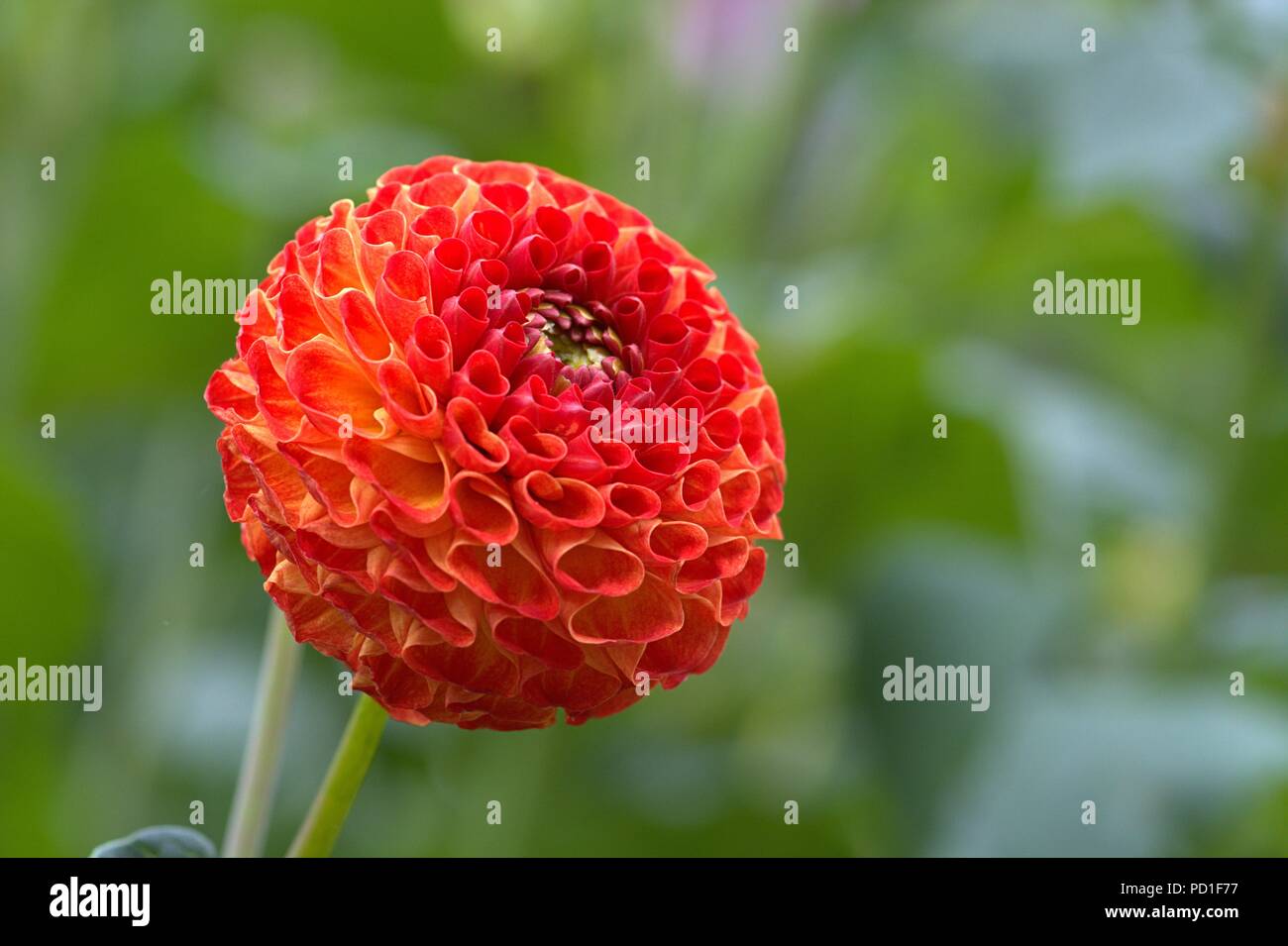 Schleswig, Deutschland. 04th Aug, 2018. The blood of a pompondahlie in ...