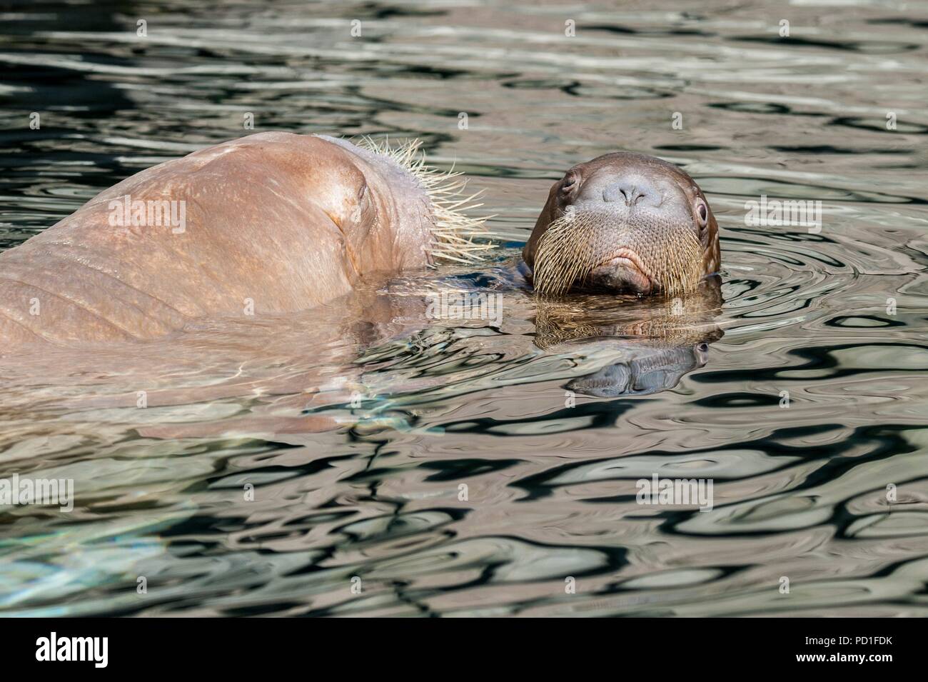 Hamburg, Deutschland. 03rd Aug, 2018. Tierpark Hagenbeck Walross ...