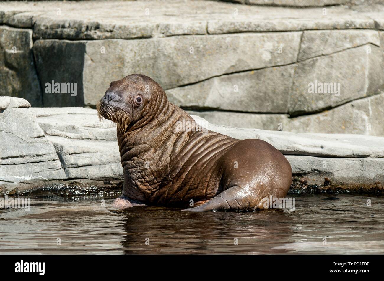 Hamburg, Deutschland. 03rd Aug, 2018. Tierpark Hagenbeck Walross ...