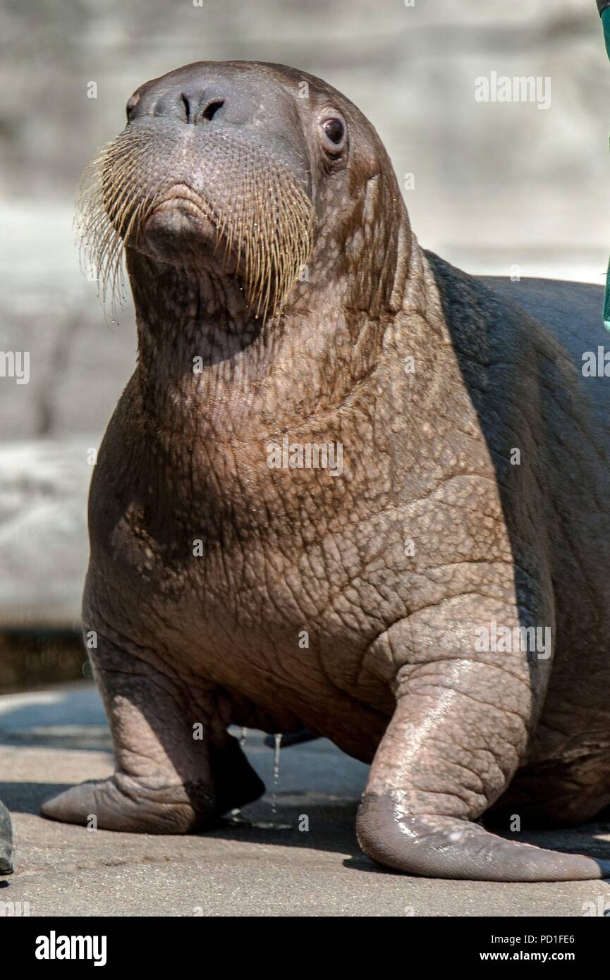 Hamburg, Deutschland. 03rd Aug, 2018. Tierpark Hagenbeck Walross ...