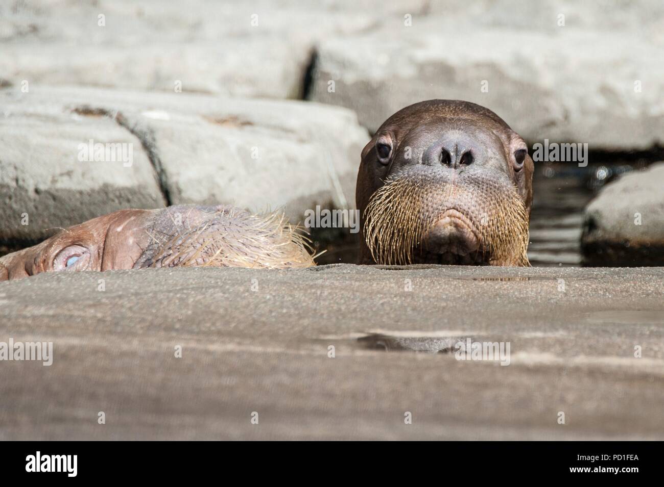 Hamburg, Deutschland. 03rd Aug, 2018. Tierpark Hagenbeck Walross ...