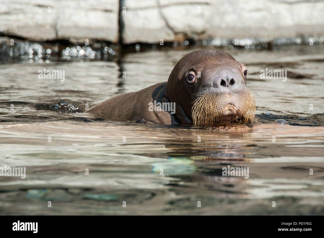 Hamburg, Deutschland. 03rd Aug, 2018. Tierpark Hagenbeck Walross ...