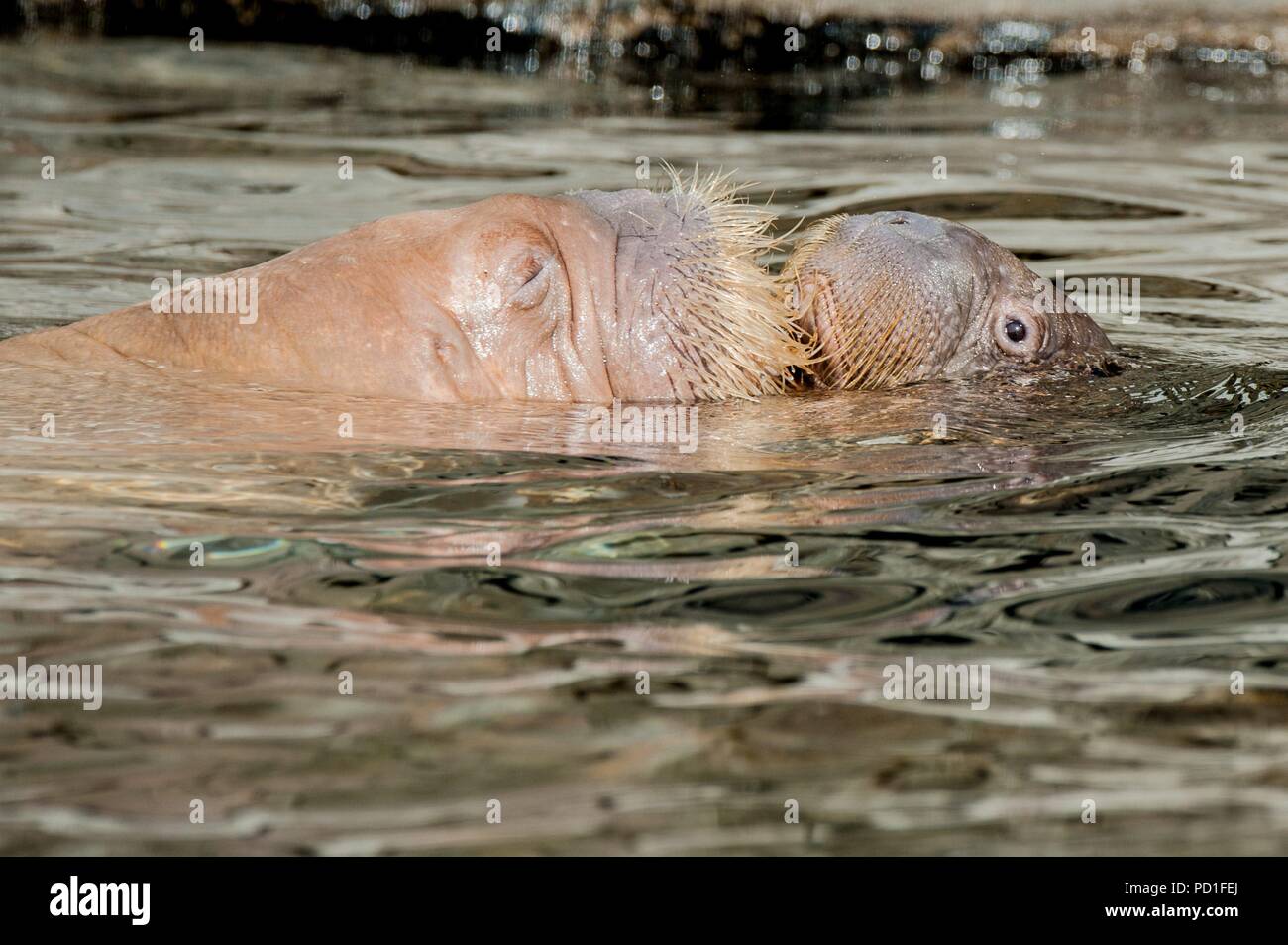 Hamburg, Deutschland. 03rd Aug, 2018. Tierpark Hagenbeck Walross ...