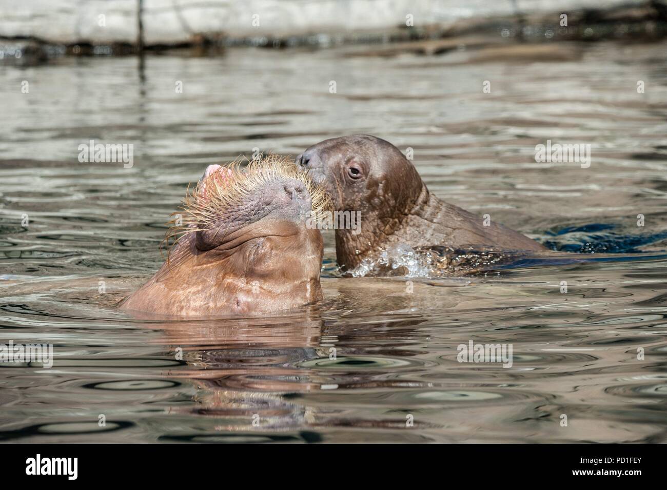 Hamburg, Deutschland. 03rd Aug, 2018. Tierpark Hagenbeck Walross ...