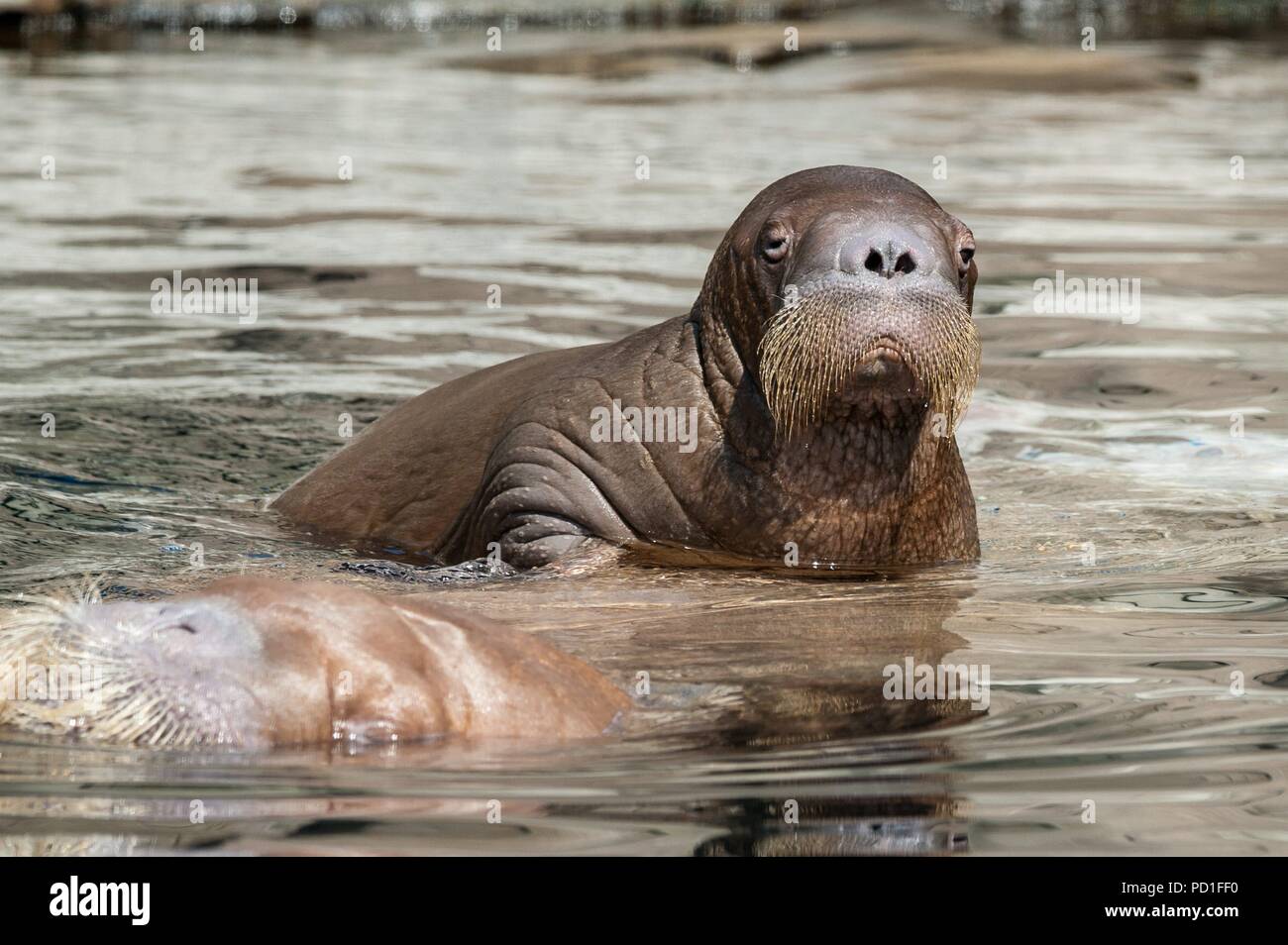 Hamburg, Deutschland. 03rd Aug, 2018. Tierpark Hagenbeck Walross ...