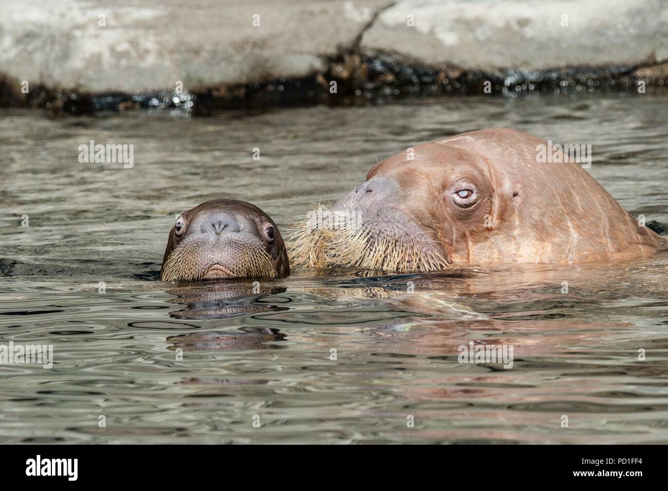 Hamburg, Deutschland. 03rd Aug, 2018. Tierpark Hagenbeck Walross ...