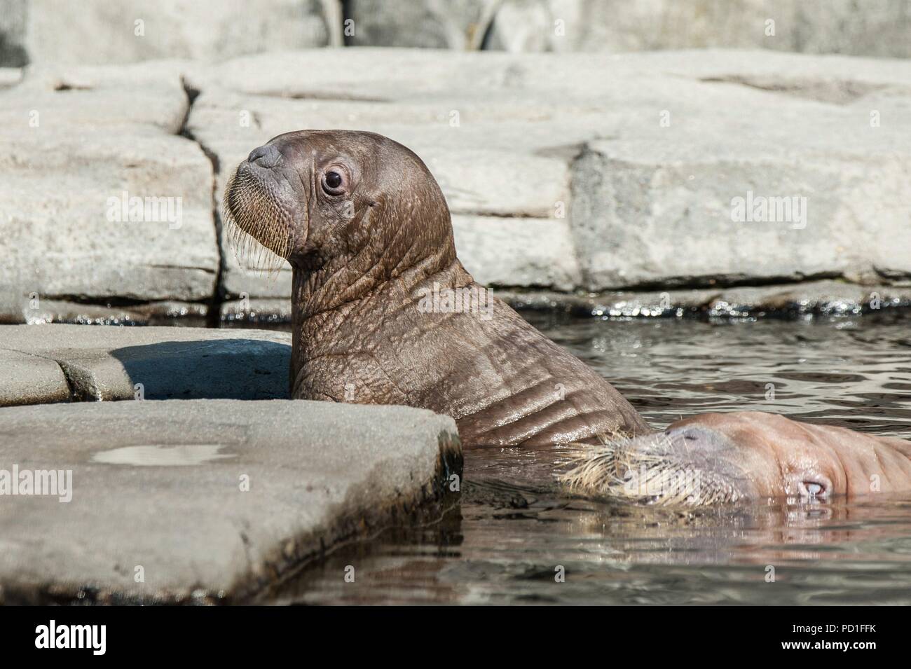 Hamburg, Deutschland. 03rd Aug, 2018. Tierpark Hagenbeck Walross ...