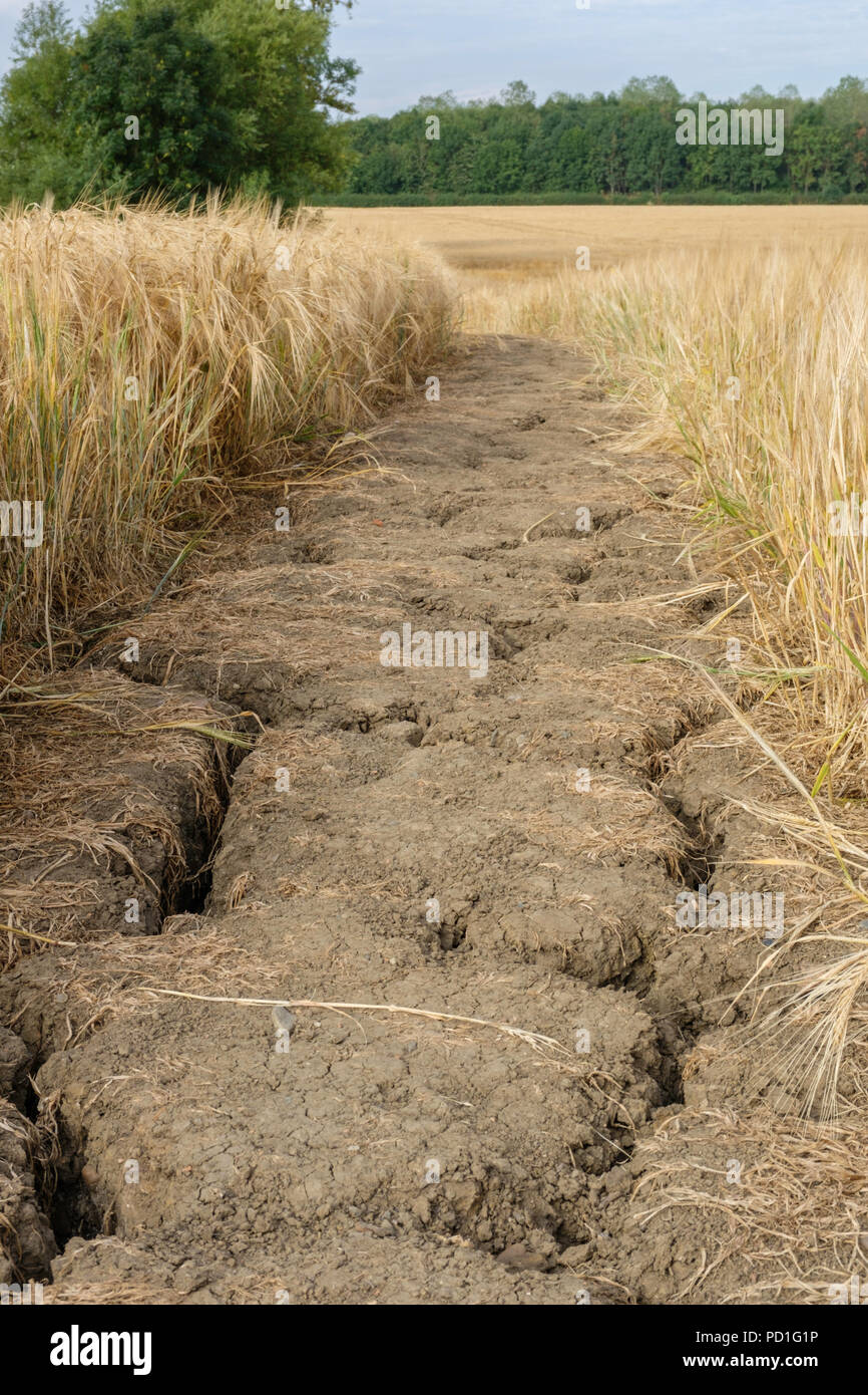 Corn dust dry hi-res stock photography and images - Alamy