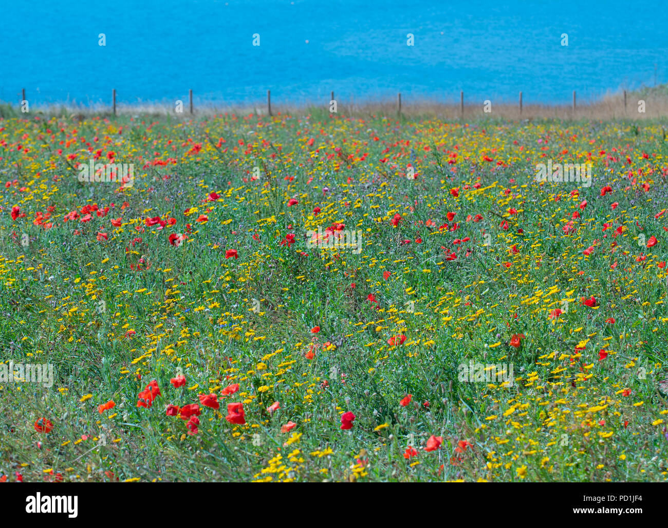 Sidmouth, East Devon, UK. 5th August 2018. UK Weather: Hot sunshine and ...
