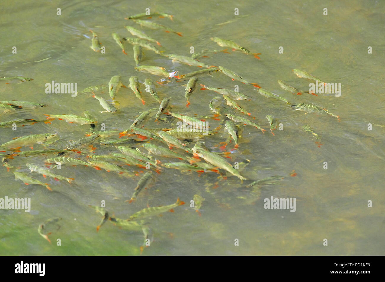 Rudd fish uk hi-res stock photography and images - Alamy