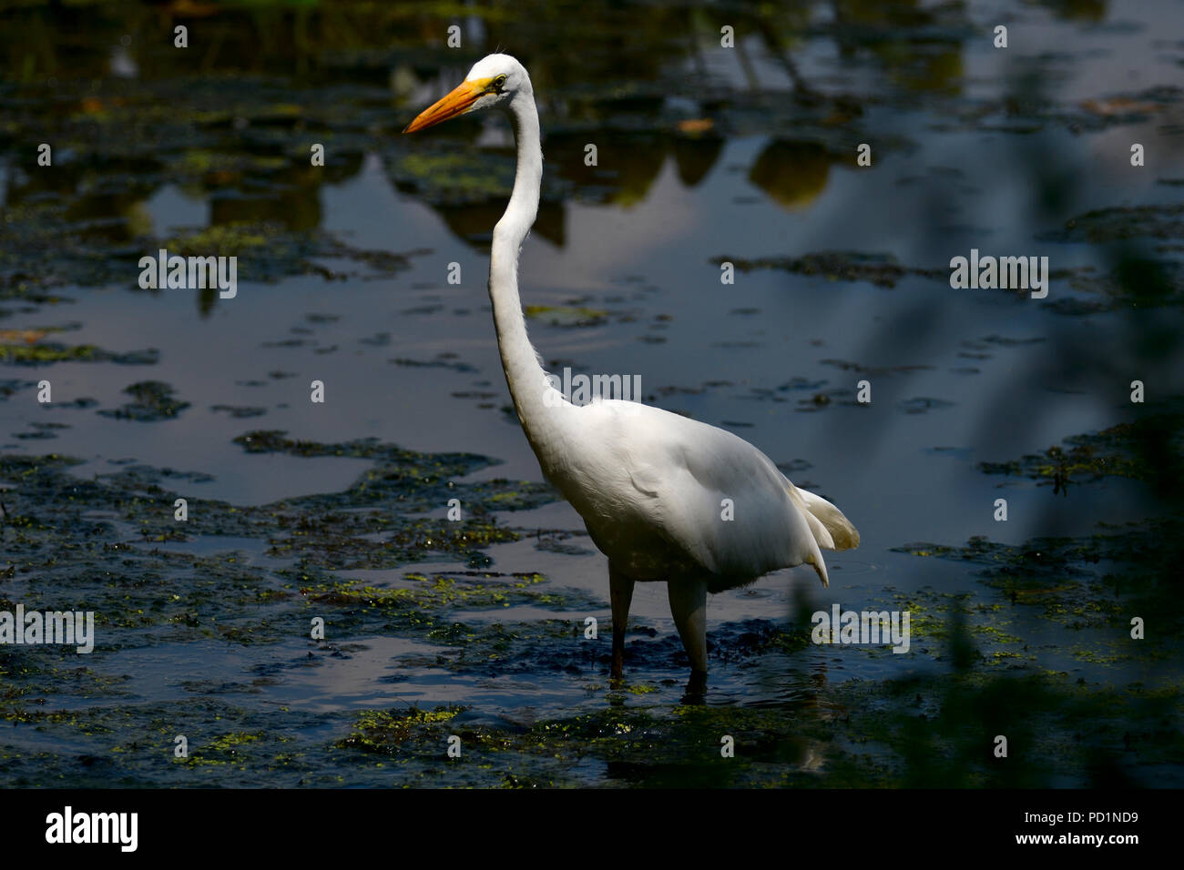 Tinicum park hi-res stock photography and images - Alamy