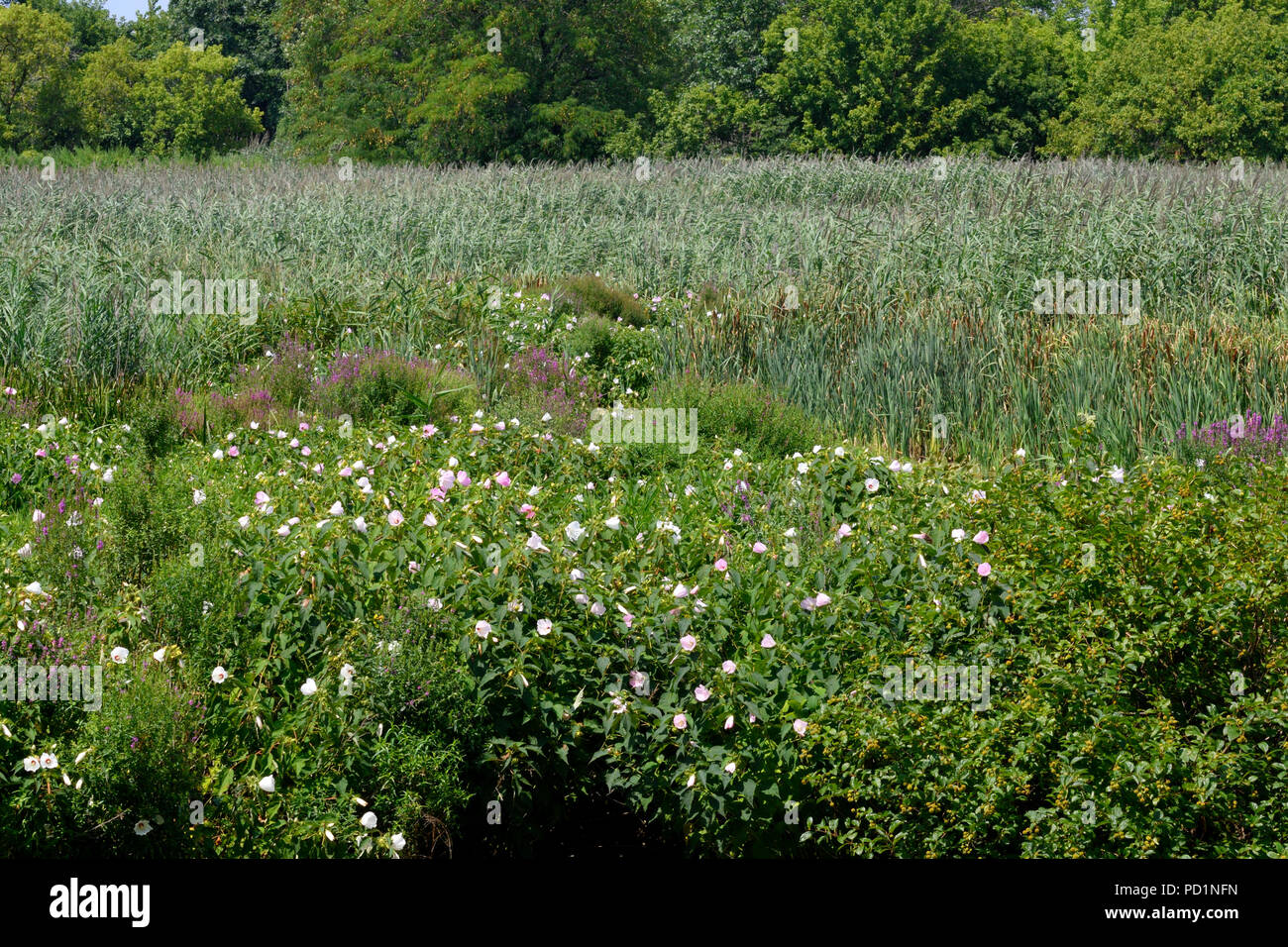 Tinicum marsh hi-res stock photography and images - Alamy