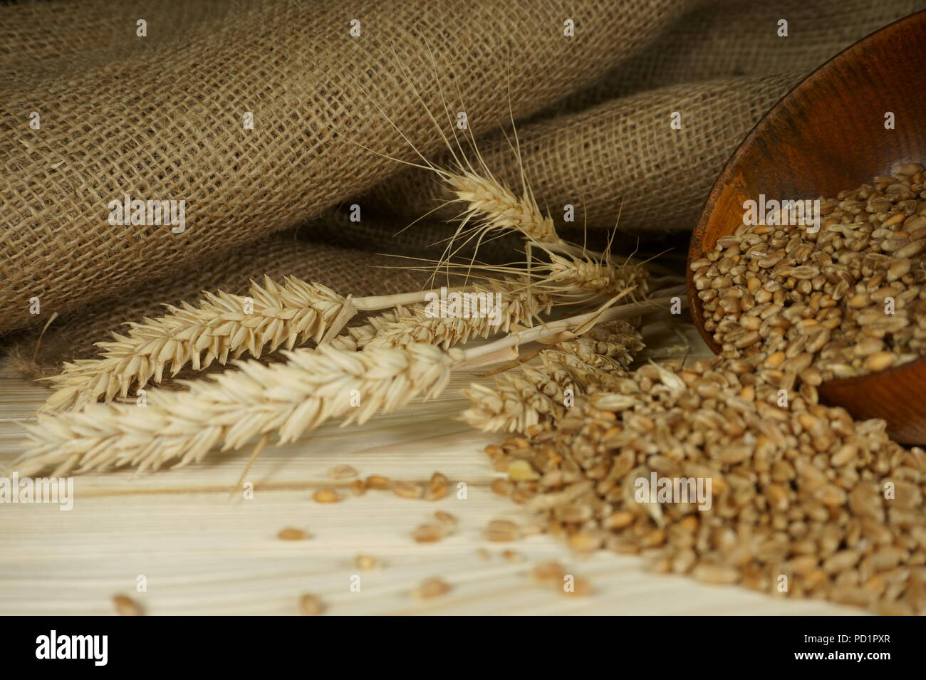 Fresh raw wheat seeds, ear of ripe wheat and jute sack on a rustic wood ...