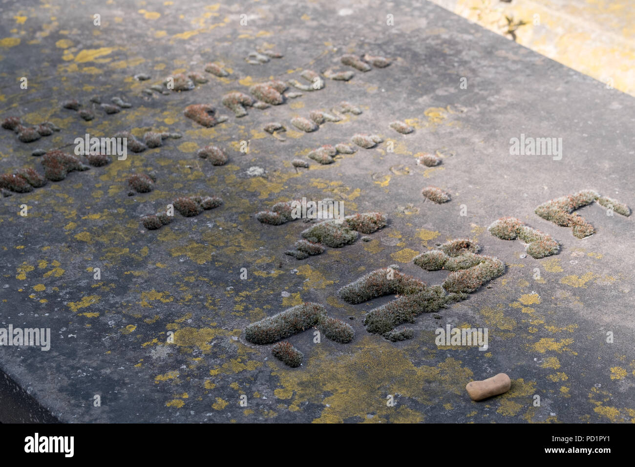 Gravestone with moss at Novo Cemetery, historic Sephardi Jewish burial ...