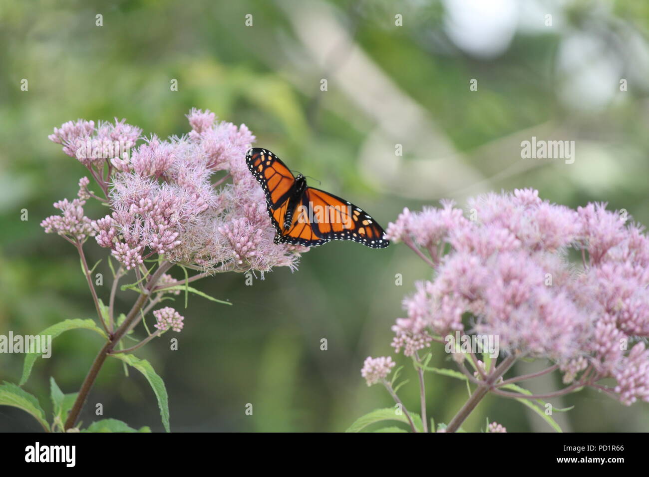 Monarch Butterfly on pretty pink flower in a small park area. Kingston ...