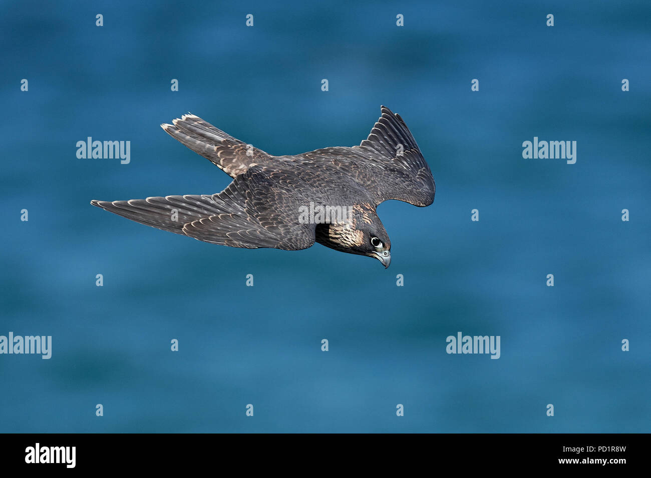 Peregrine falcon in its natural habitat in Denmark Stock Photo - Alamy