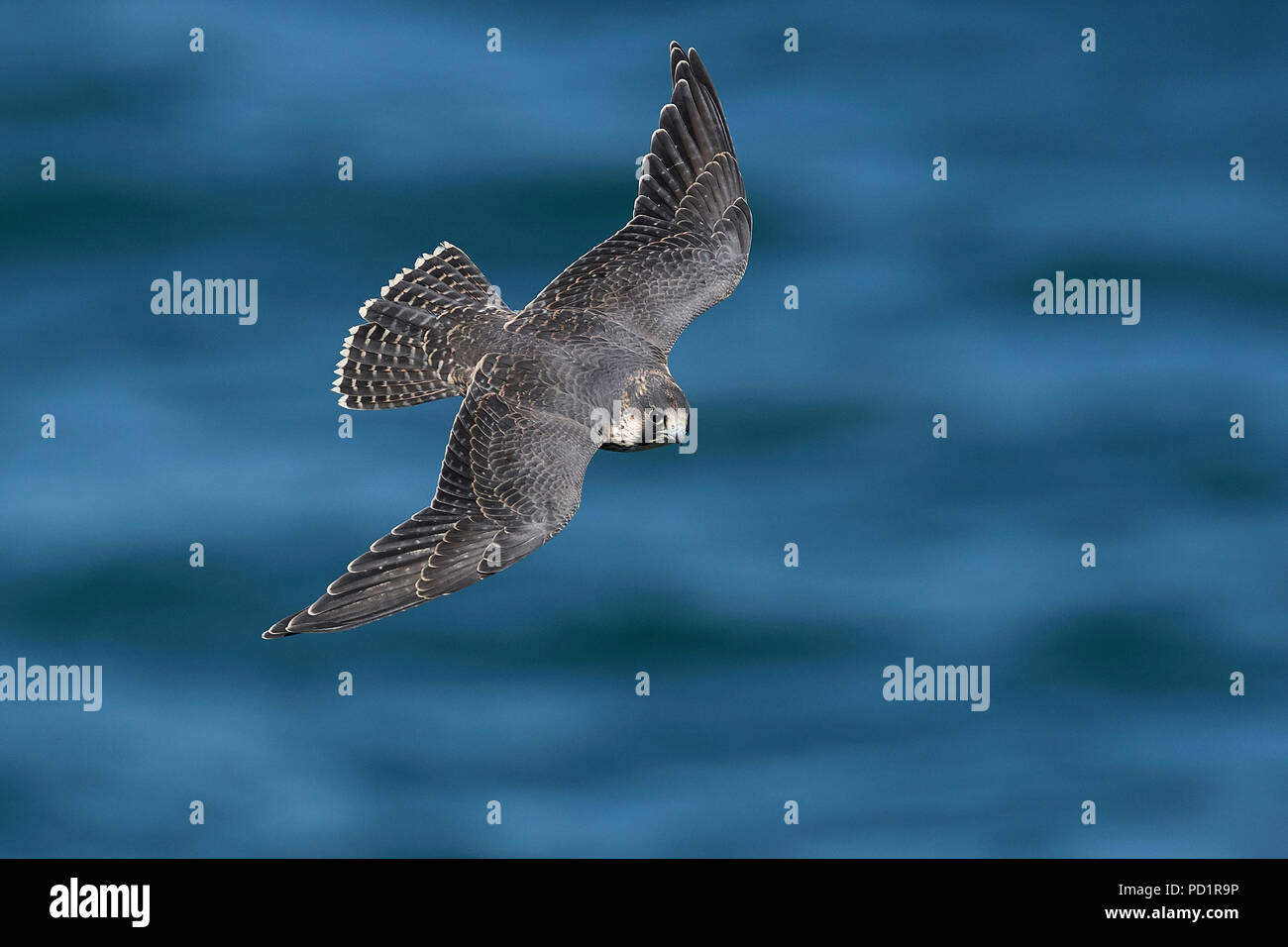 Peregrine falcon in its natural habitat in Denmark Stock Photo - Alamy