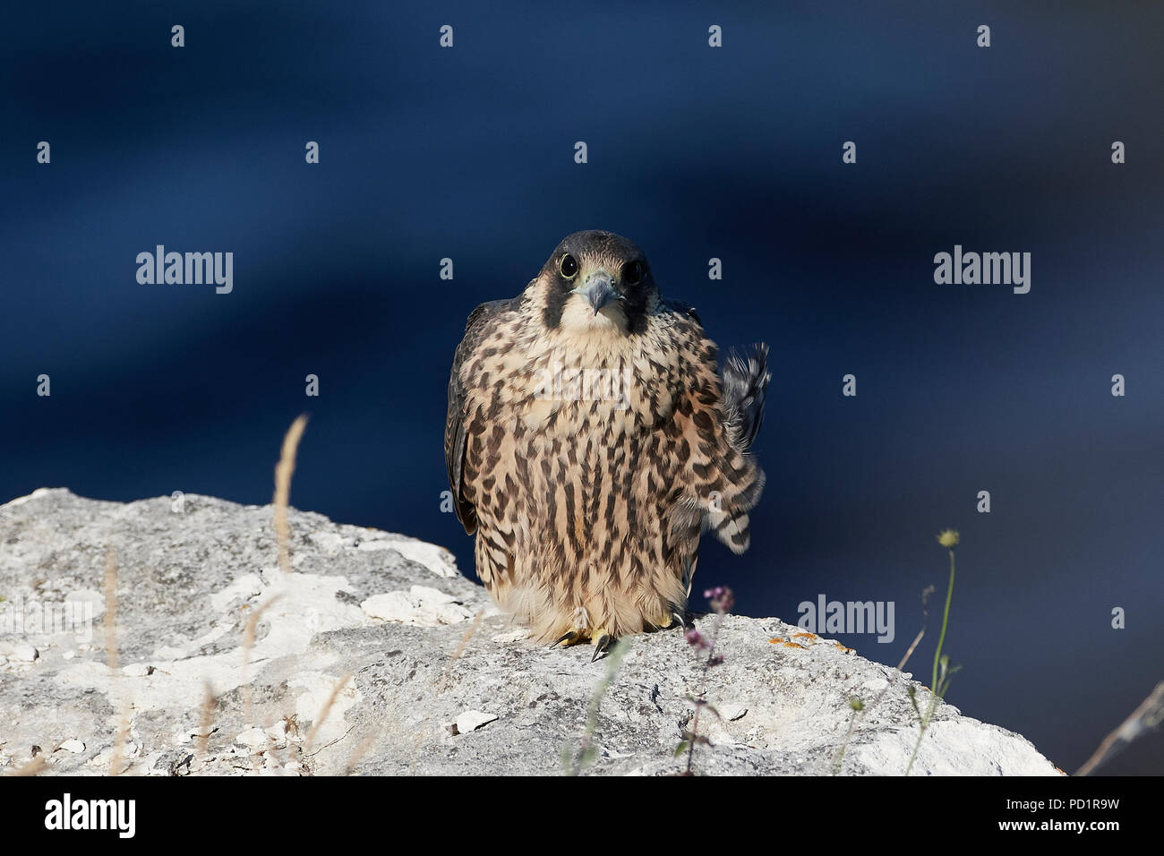 Peregrine falcon in its natural habitat in Denmark Stock Photo - Alamy